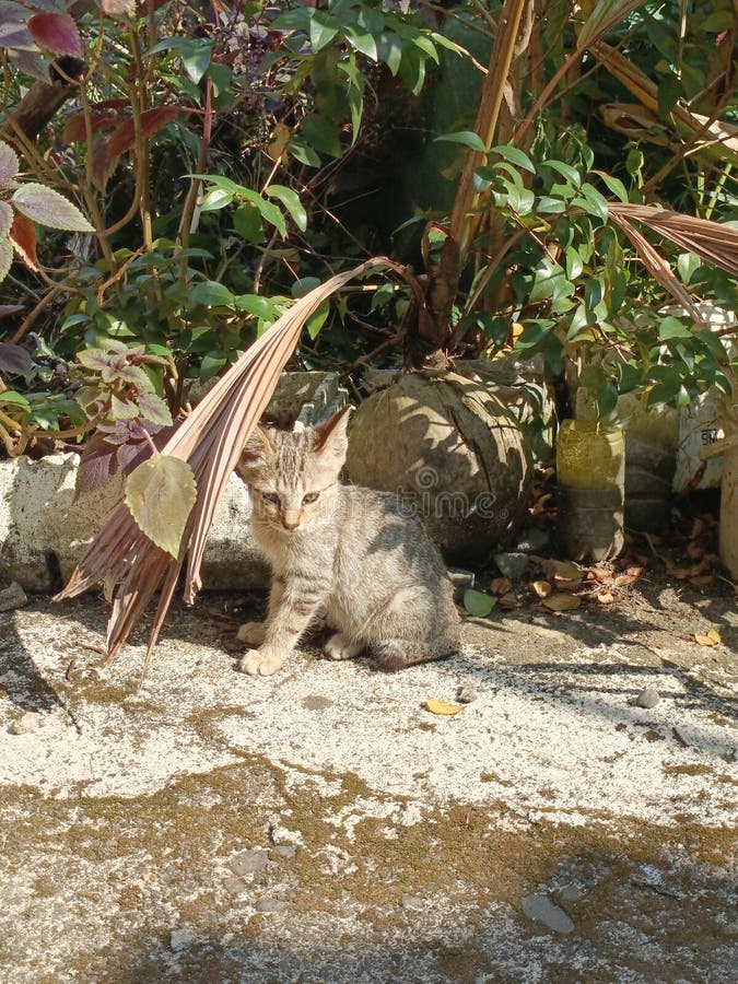 Cute Kitten Sitting in the Yard Looking at the Sky Stock Image - Image ...
