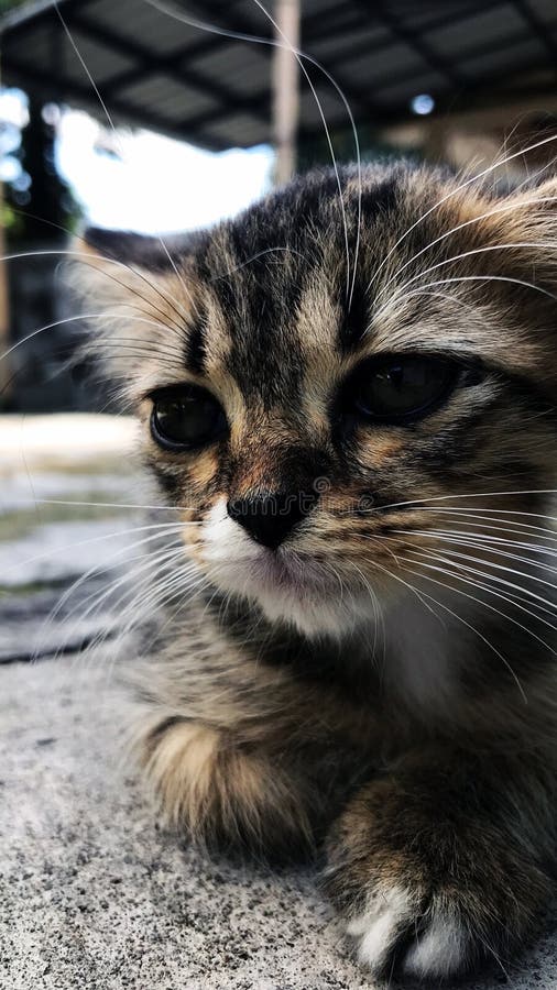 Himalayan Tabby Photos - Free & Royalty-Free Stock Photos from Dreamstime