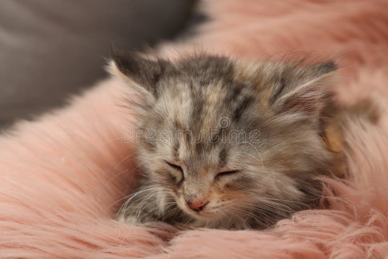 Cute Kitten Sleeping on Pink Fuzzy Rug Stock Photo - Image of kitty ...