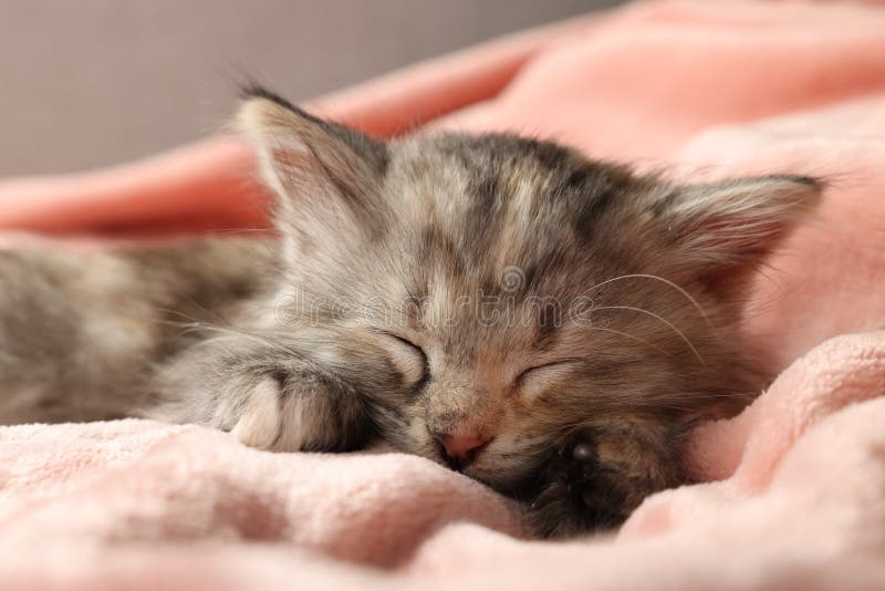 Cute Kitten Sleeping on Soft Pink Blanket Stock Image - Image of kitten, nice: 259391561