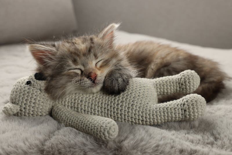Cute Kitten Sleeping with Toy on Fuzzy Grey Blanket Stock Image - Image ...