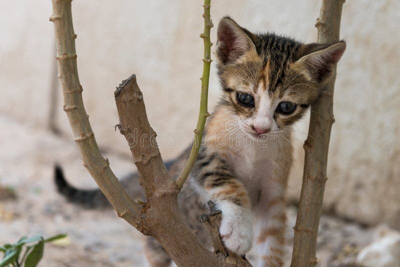Cute kitten stock photo. Image of kitten, playing, small - 91887006