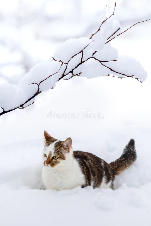 Cute Kitten in the Snow Near a Snow-covered Branch Stock Image - Image ...