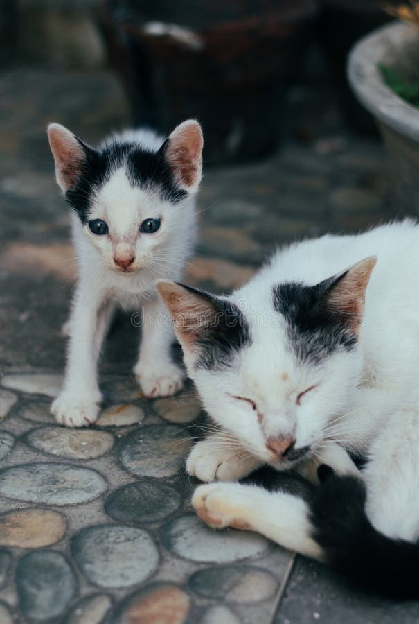 Cute Kitten Standing Next To His Sleeping Cub Stock Image - Image of ...