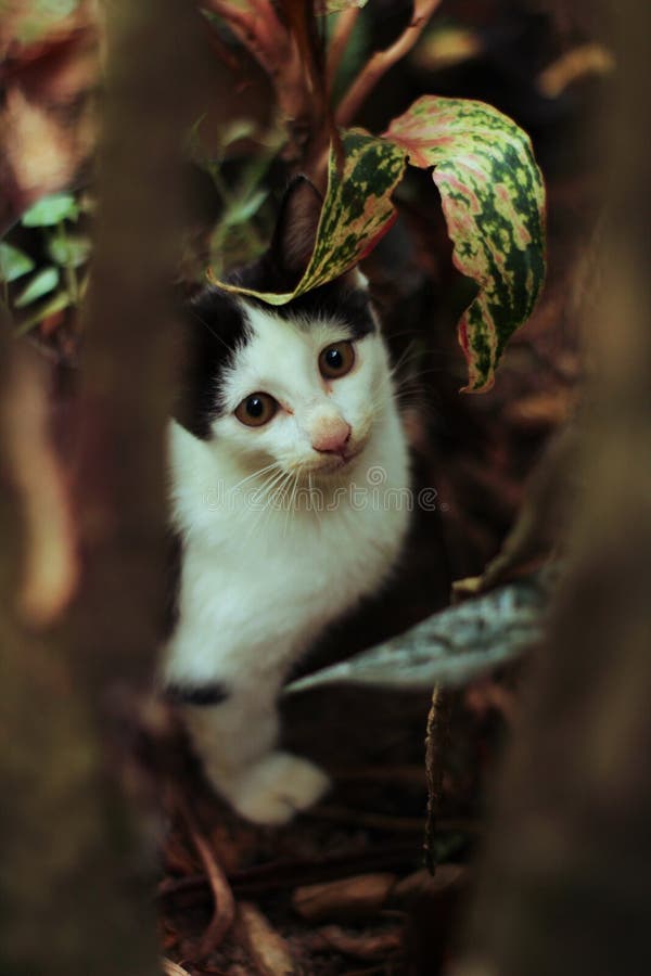 Cute Kitten Staring at the Camera Stock Image - Image of animal, flower ...