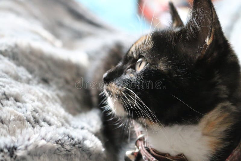 Adoring Cat Looking at the Camera Stock Image - Image of black, looking ...