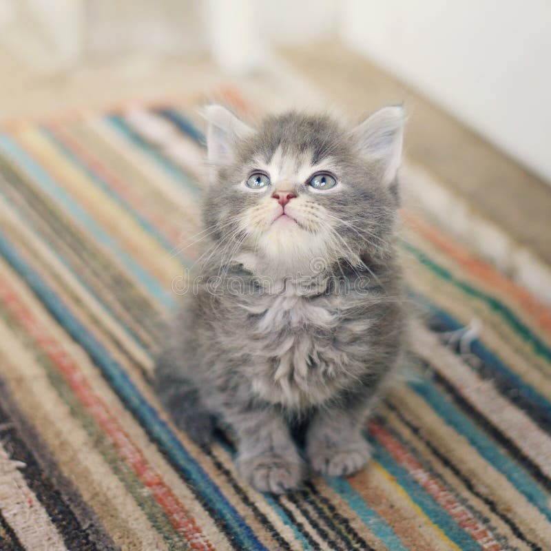 Cute Kitten Staring Up in the Sky Stock Photo - Image of kawaii, paws ...