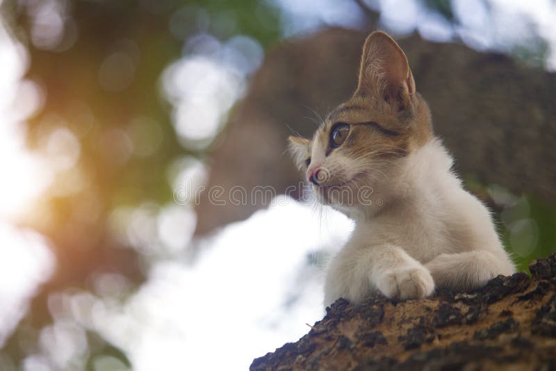 258 Cute Cat Stuck Tree Stock Photos - Free & Royalty-Free Stock Photos ...