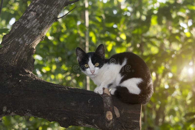 251 Cute Cat Stuck Tree Stock Photos - Free & Royalty-Free Stock Photos ...