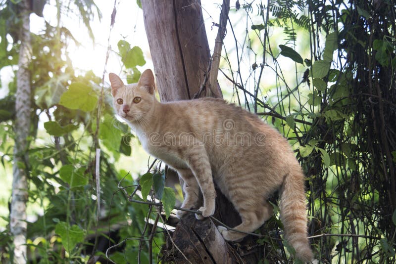 The Cute Kitten is Stuck on the Tree, Waiting for Help from the Rescue ...