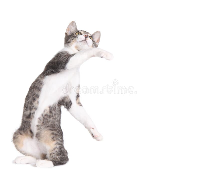 Cute Kitten Swatting at Something Stock Photo - Image of furry, feline ...