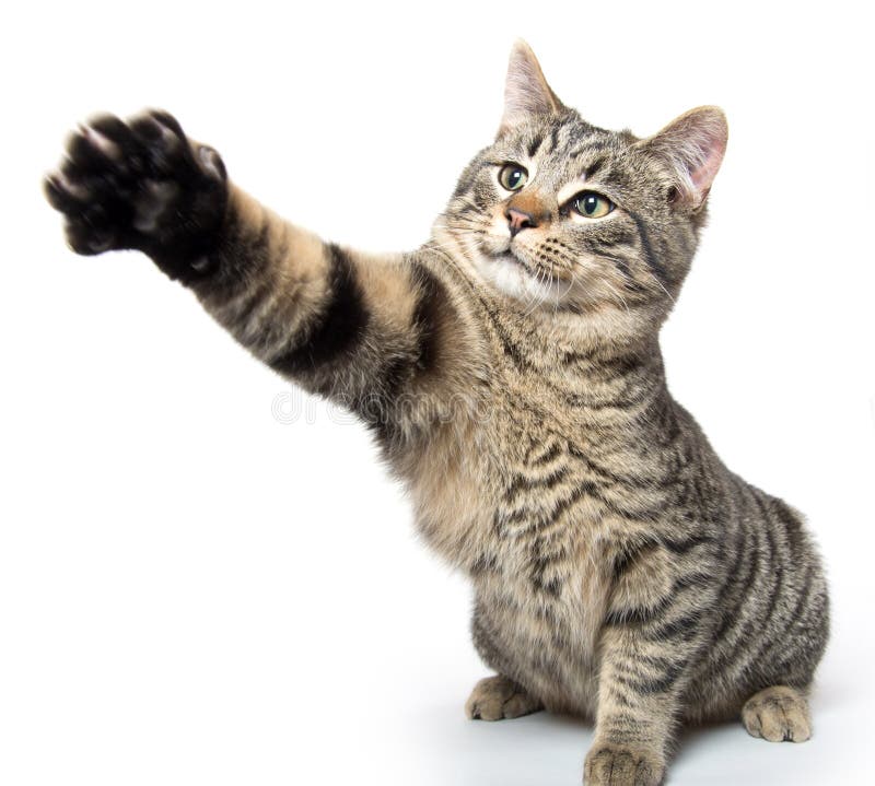 Cute Kitten Swinging Its Paw Stock Image - Image of cute, feline: 67121173