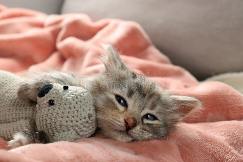 Cute Sleepy Kitten with Toy on Soft Pink Blanket Stock Image - Image of ...