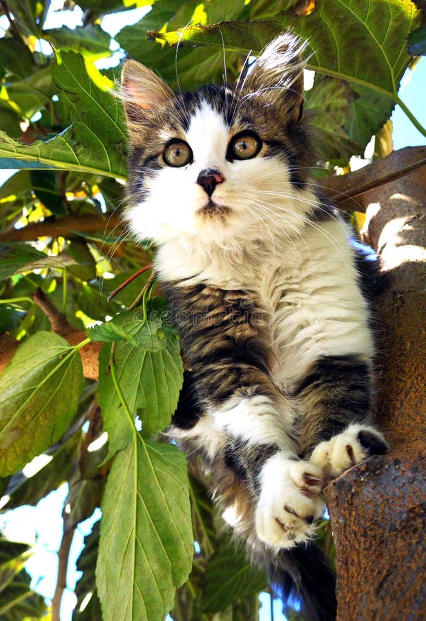 Cute kitten on tree stock image. Image of kitty, mammal - 236473233
