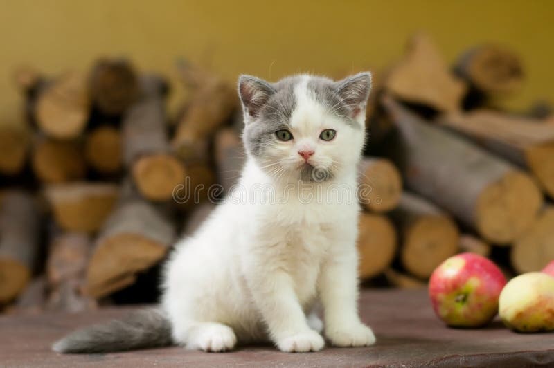 Cute Kitten Two Month Outdoor Stock Photo - Image of small, lovely ...