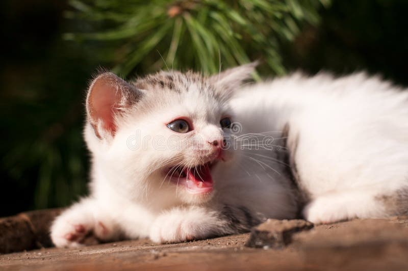 Cute Kitten Two Month Outdoor Stock Photo - Image of kitten, furry ...