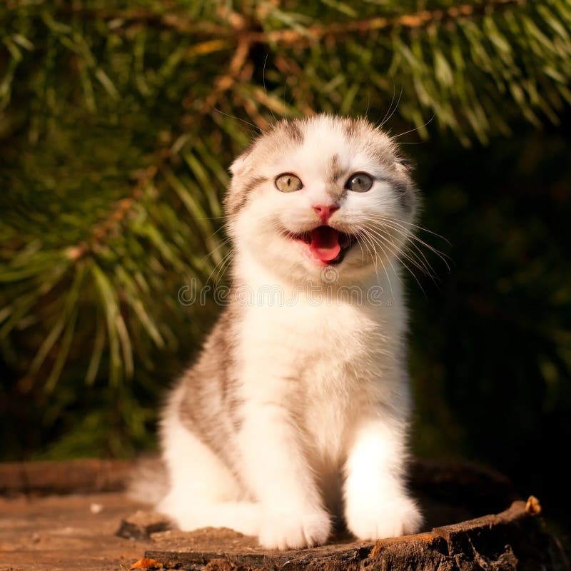 Cute Kitten Two Month Outdoor Stock Image - Image of fluffy, kitten ...