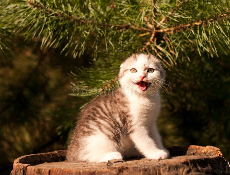Cute Kitten Two Month Outdoor Stock Photo - Image of kitten, purebred ...