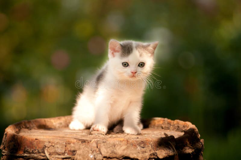 Cute Kitten Two Month Outdoor Stock Image - Image of little, portrait ...