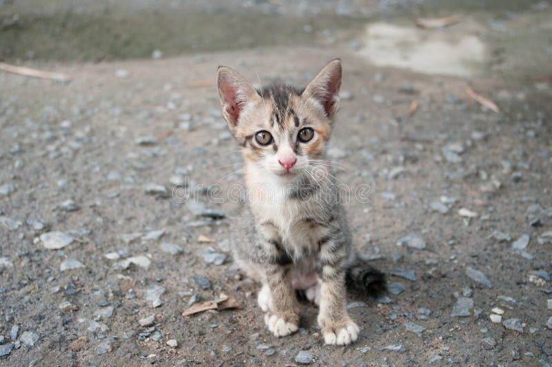Cute Kitten Two Months Old. Stock Photo - Image of close, animal: 57255160