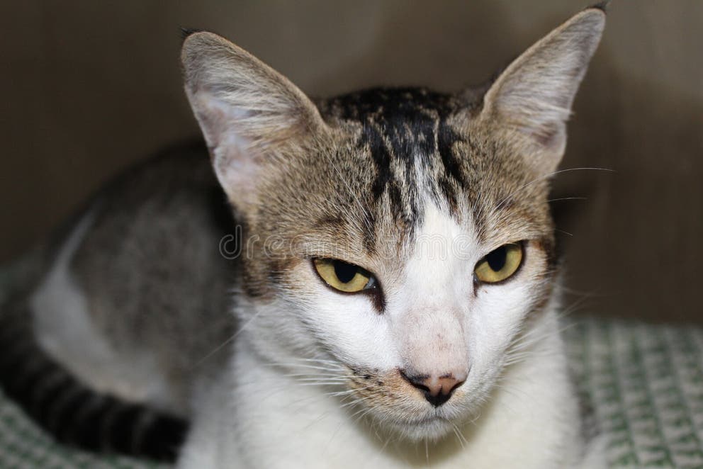 Cute kitten stock image. Image of cute, nice, kitten - 124841911