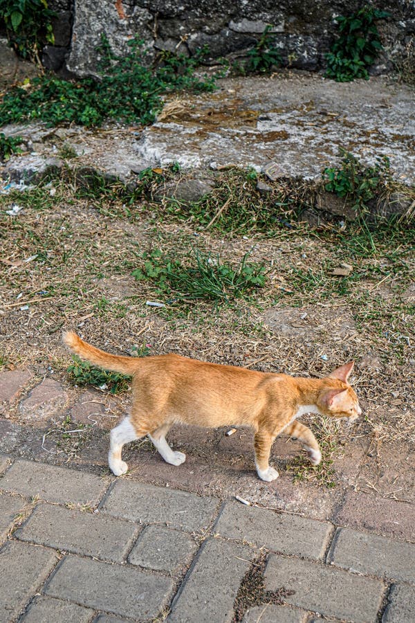 A Cat that is Walking with a Stomp Stock Image - Image of mammal ...