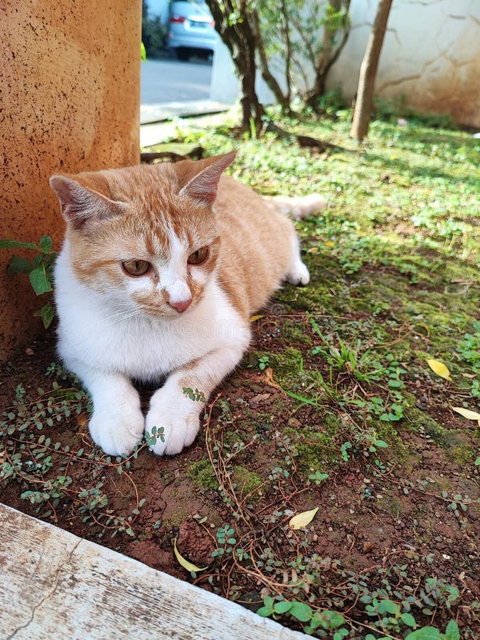 Cute Kitten when this Kitten Was Relaxing in the Garden Stock Photo - Image of kitten, garden ...