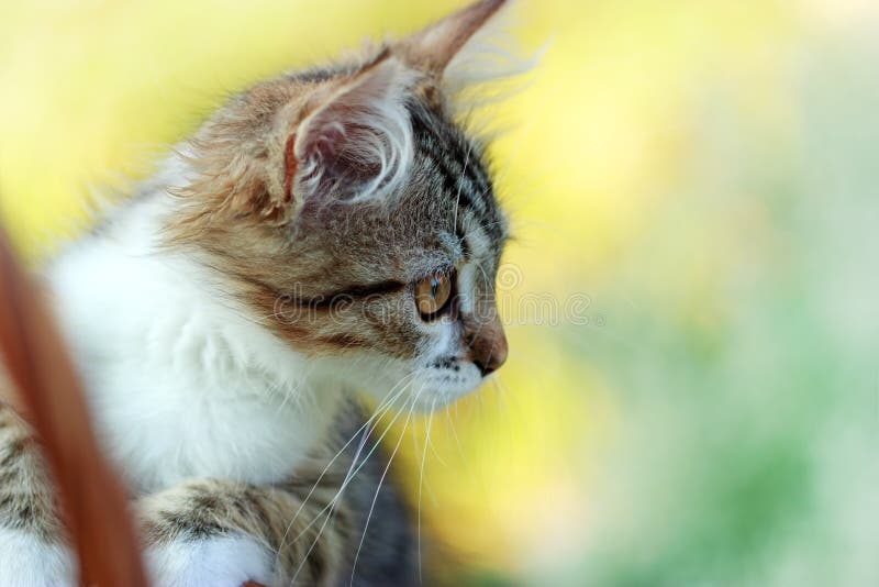 Cute kitten stock photo. Image of animal, kitten, baby - 36303762