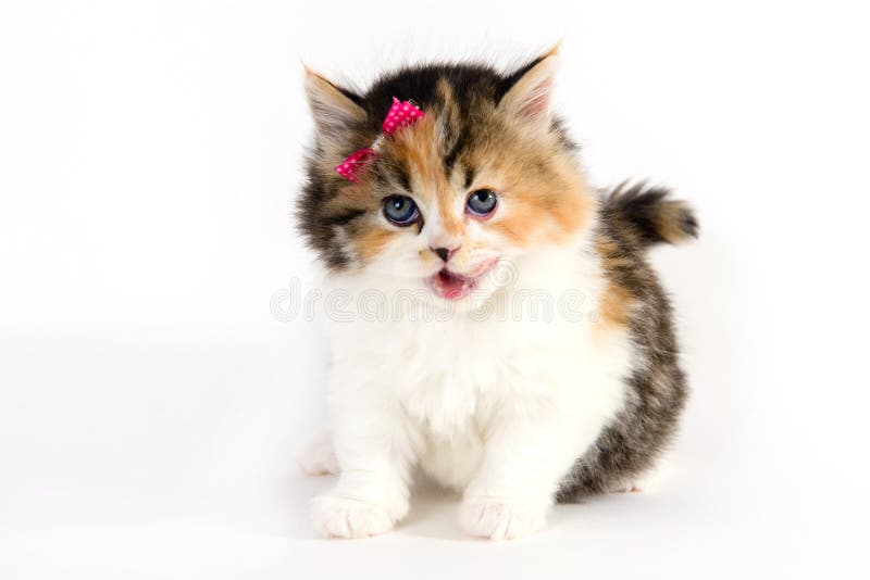 377 Cute Kitten Pink Ribbon Stock Photos - Free & Royalty-Free Stock ...