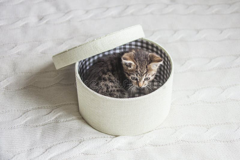 Cute Kitten in White Round Box Stock Image - Image of pretty, friendly ...