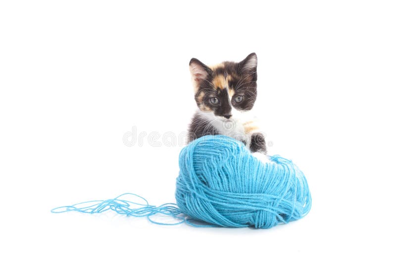Cute kitten with wool stock image. Image of nature, curious - 50657025