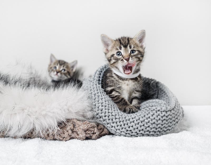 Cute kitten yawns stock photo. Image of cover, feline - 235584858