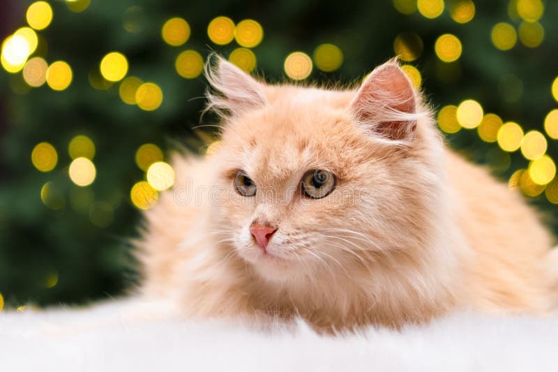 Cute Kitten with Yellow Eyes Stock Image - Image of funny, hair: 340837237