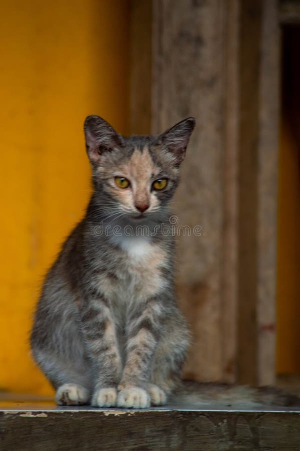 Cute Kitten with Yellow Eyes Stock Image - Image of kitty, isolated ...