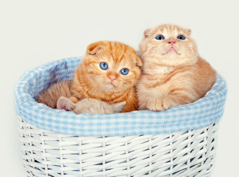 Cute kittens in a basket stock image. Image of kitty - 39184127