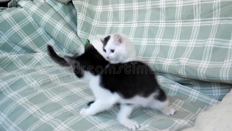 Cute Kittens Play with a Toy Fish. Two Adorable Kittens are Arguing ...