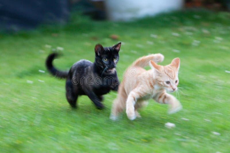 Cute kittens playing stock image. Image of animals, outdoors - 11224037