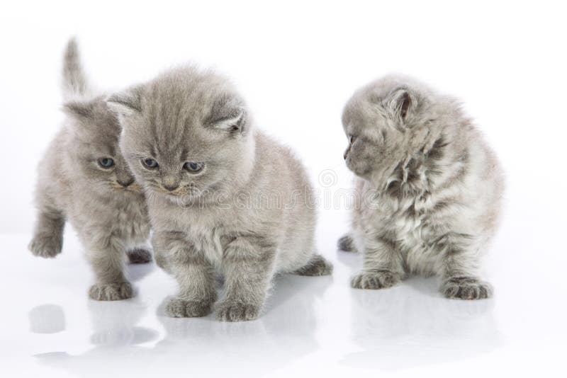 Three cute kittens stock image. Image of looking, mammals - 22744961