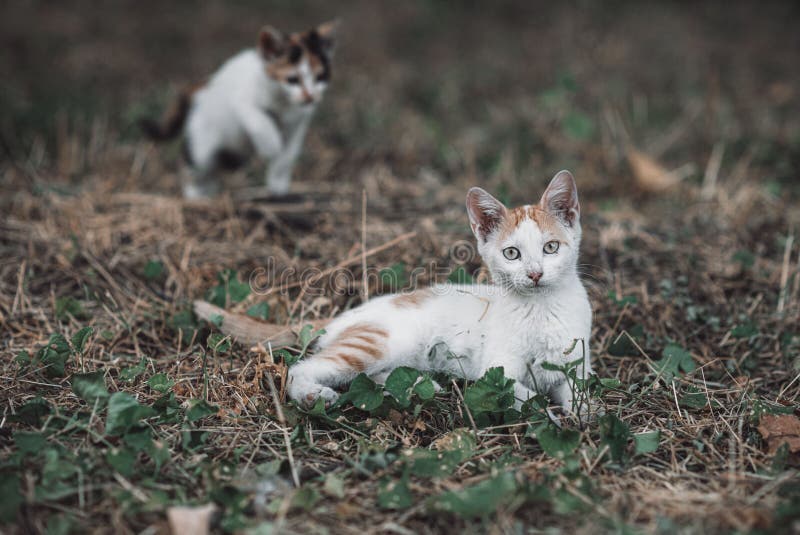 Cute Kittens Playing on the Field Stock Photo - Image of cute, portrait ...