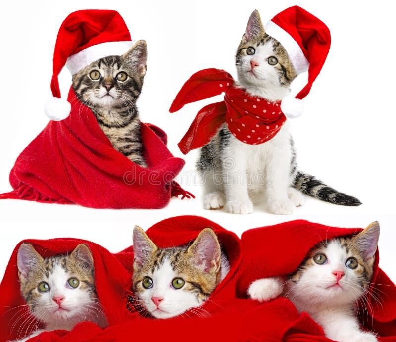 Cute kittens collection stock photo. Image of beautiful - 134678860