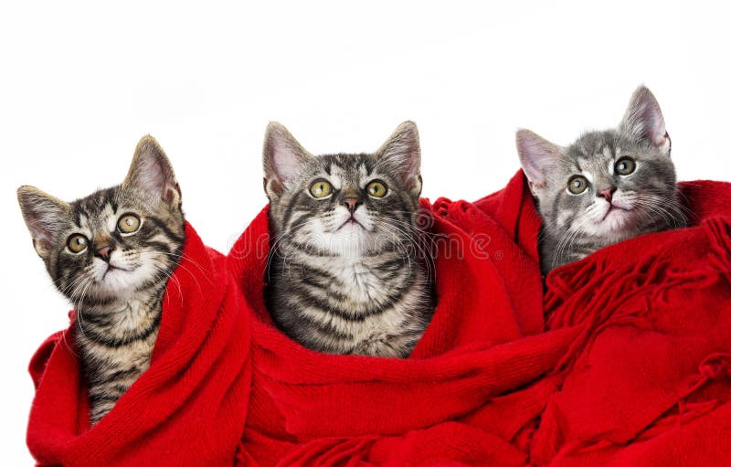Three Cute Kittens with a Red Scarf Stock Image - Image of family ...