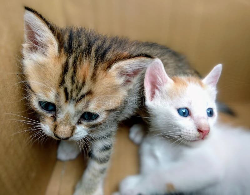 Cute Kittens in Their Different Expressions Stock Photo - Image of ...