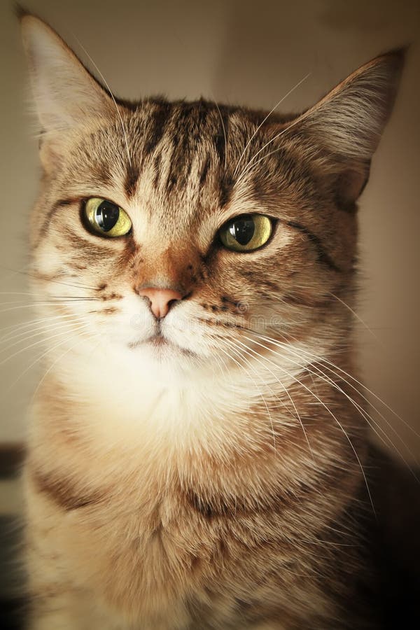 Cute Kitty stock photo. Image of kitty, calico, education - 18146538