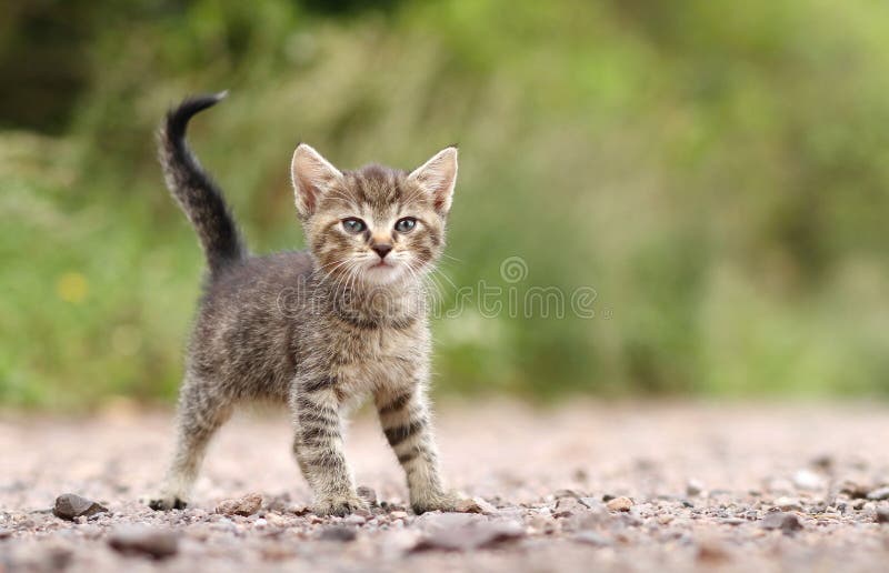 Cute kitty stock photo. Image of mewing, predator, nature - 45903756