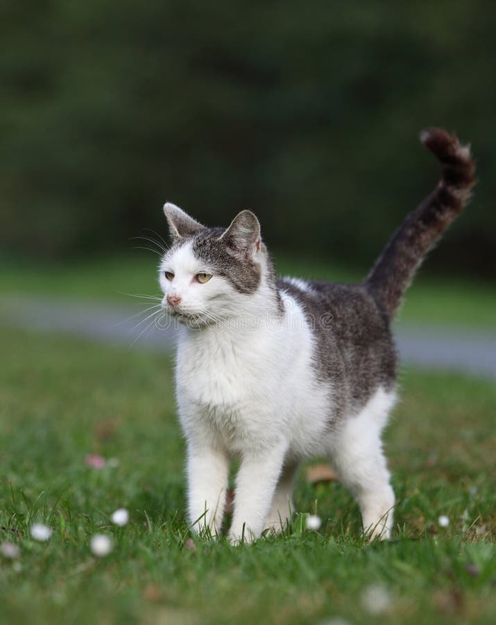 Cute kitty cat stock image. Image of portrait, eyes, isolated - 12158395