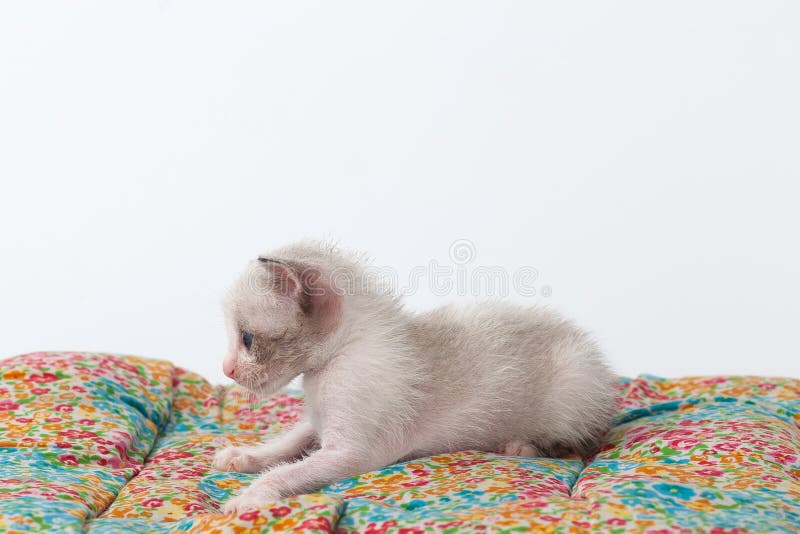 Cute Kitty Cat Relax on White Background Stock Image - Image of white ...