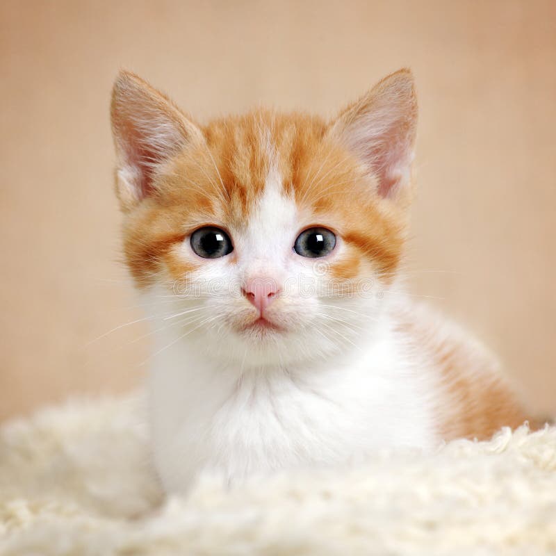 Cute Kitty stock photo. Image of kitty, calico, education - 18146538