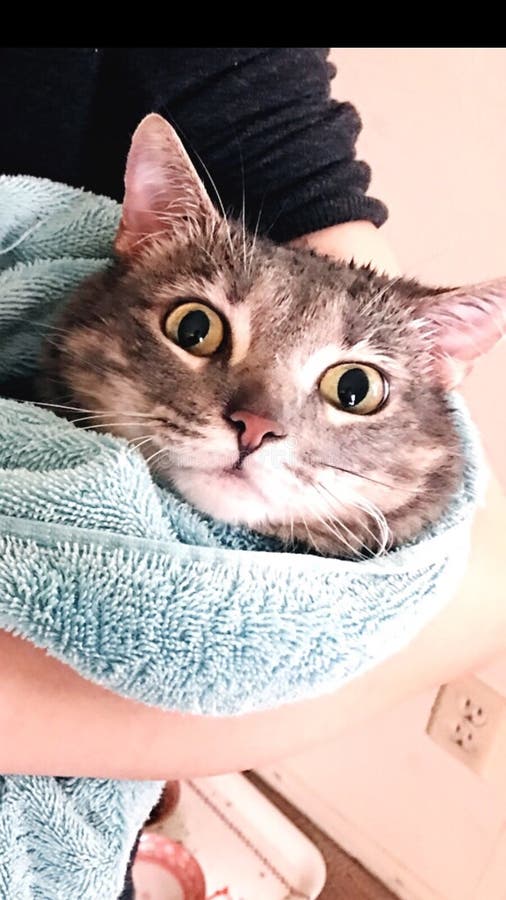 Cute kitty face stock photo. Image of shower, kitty - 123357512