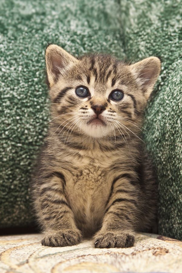 Cute Kitty on Green Background Stock Image - Image of kitten, short ...