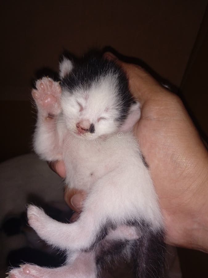 Cute kitty in hand stock photo. Image of mammal, cute - 249406342